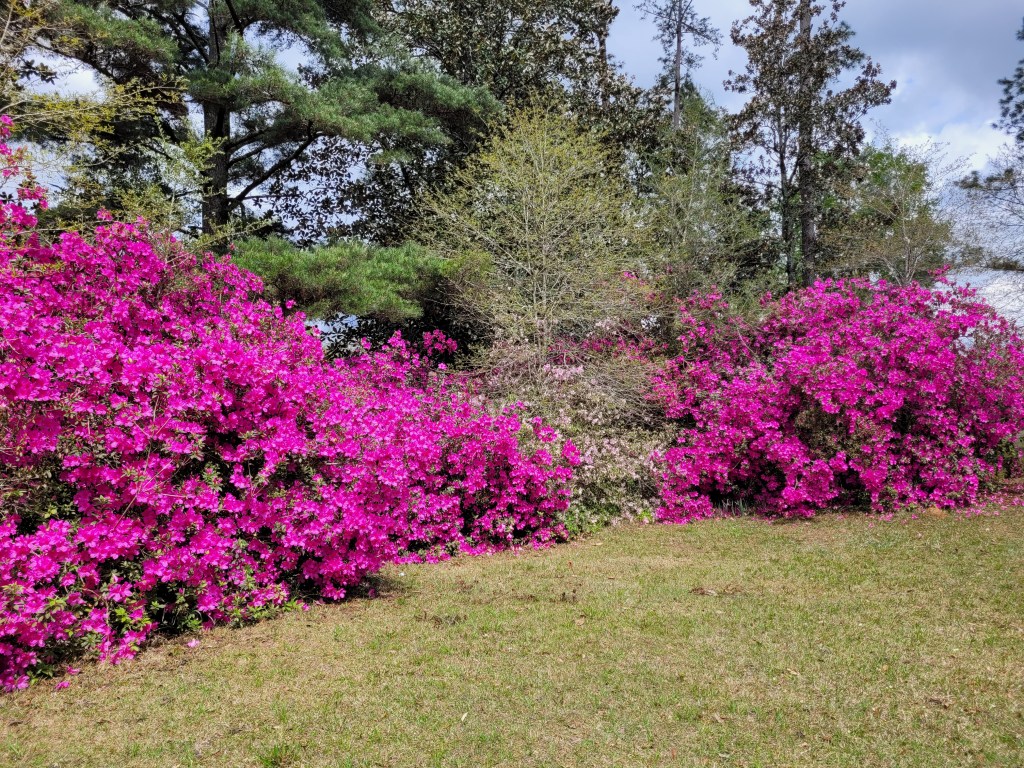 Pride of Mobile azaleas, tenpenny nails, – theexileskitchen