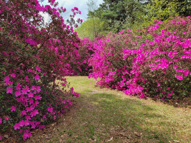 Pride of Mobile azaleas, tenpenny nails, – theexileskitchen