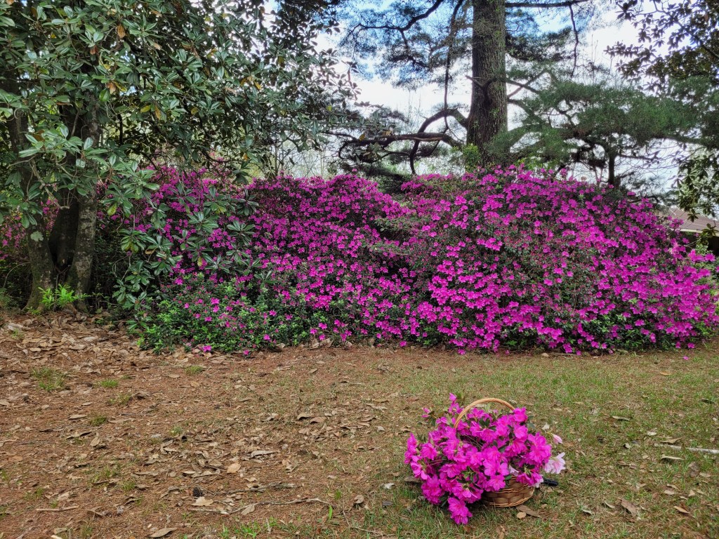 Pride of Mobile azaleas, tenpenny nails, – theexileskitchen